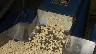 Panruti Cashews: ♥ Cashew Process Overview