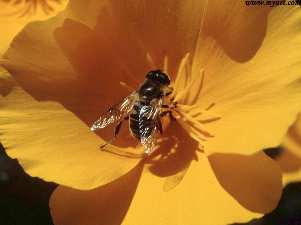 BAL ZAMANI: EN GÜZEL ARI RESİMLERİ