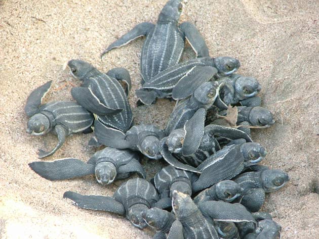 Leatherback Sea Turtles