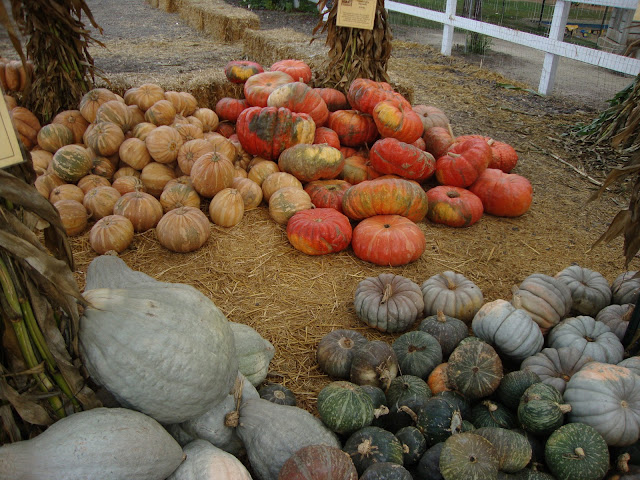 Sunny Simple Life: Did I Grow My First Pumpkins?