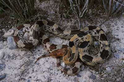 eli: culebras (Colubridae)