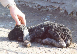 For the animals: karakul lamb fur