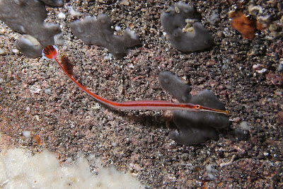 Diving the Kona Coast: Redstripe Pipefish
