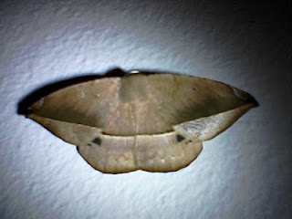 PUERTO RICO GALLERY: Mariposa Nocturna