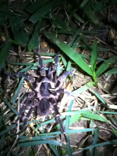 BOSQUE DE GUAJATACA: Tarántula De Puerto Rico