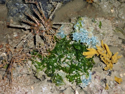 God's wonderful creation: The annual Beting Bronok checkup