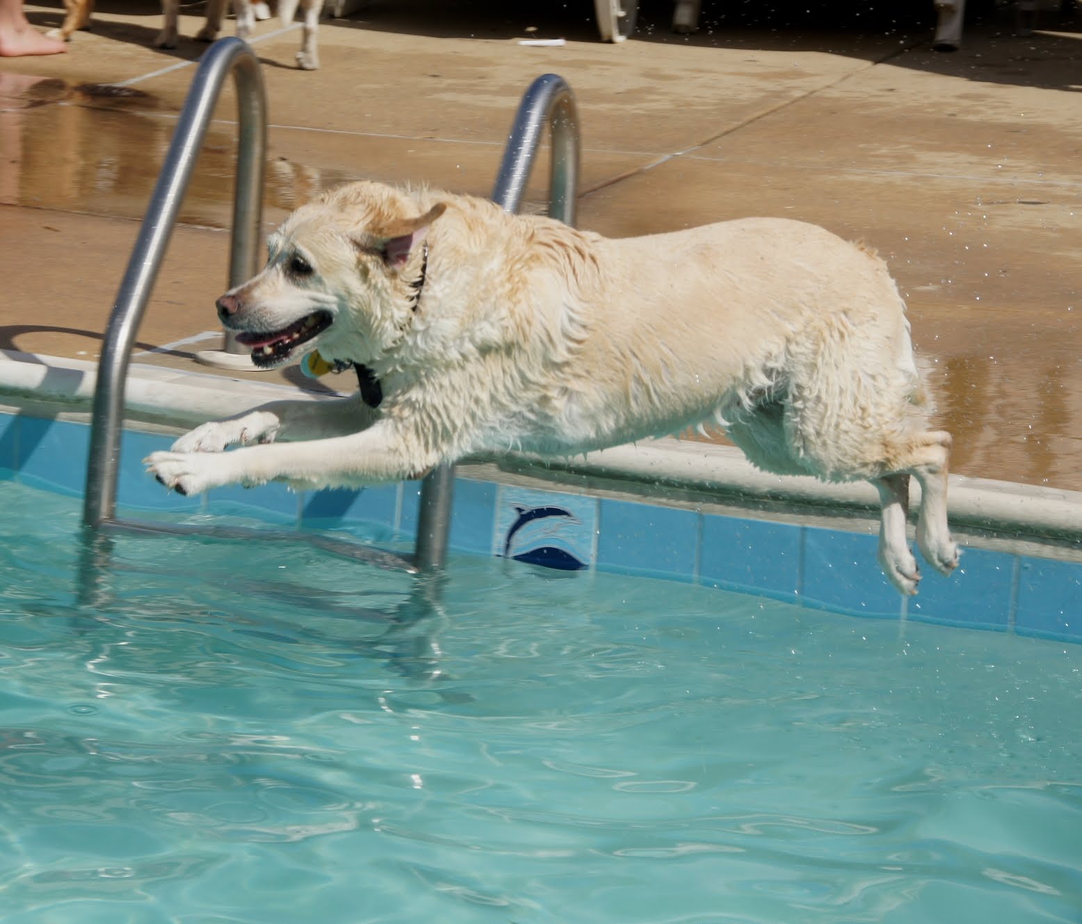 laurel dog park: Last of Doggie Dip pIcs