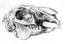 Leporidae Rex
