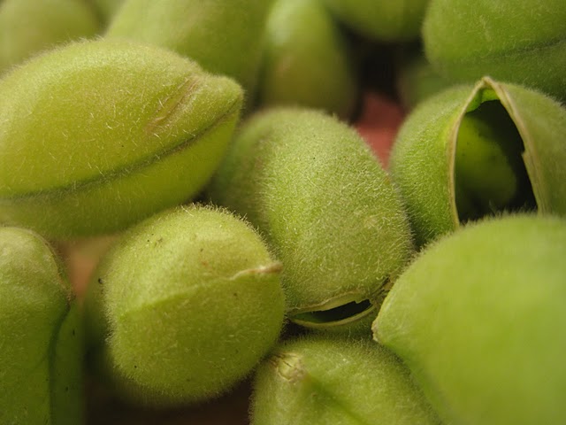 Roasted Fresh Garbanzo Beans