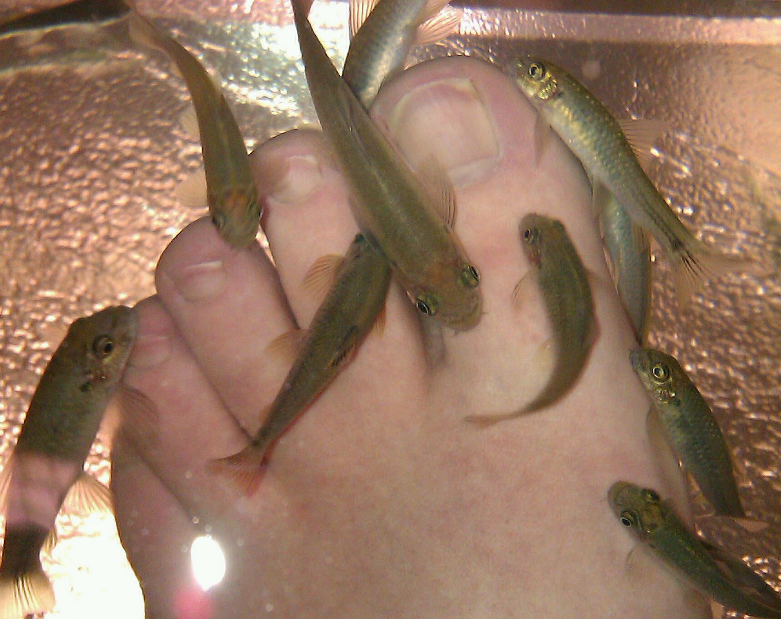 Through the Eyes of a Goldfishy: Day 345: Garra Rufa Fish