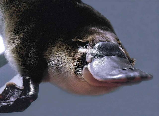 naturaleza: El ornitorrinco