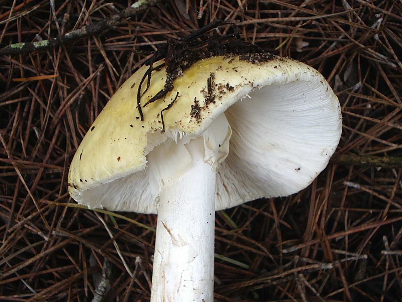 Amanita phalloides. Una seta que mata ~ ASOCIACIÓN MICOLÓGICA Y ...