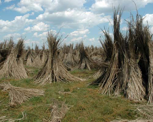 Cânepa | De pe bloguri adunate şi-napoi la lume date