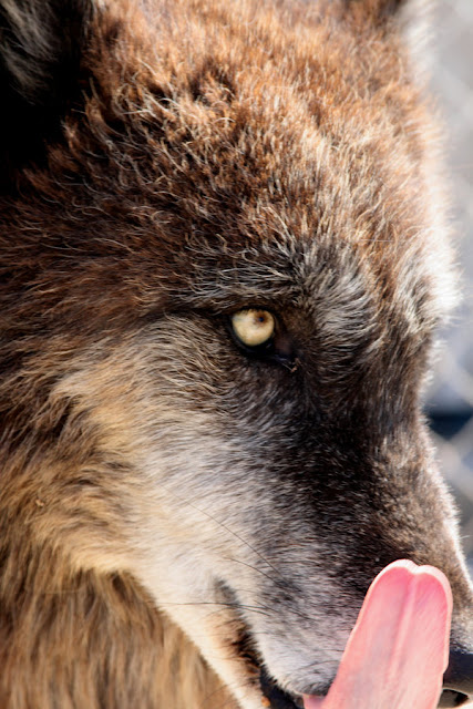 White Wolf : The story of Hungry Wolf - Native American Legends