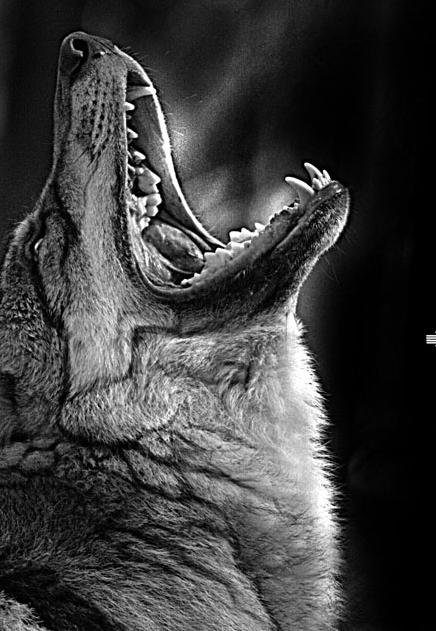 White Wolf : When the Wolf was a God - Native American Legends