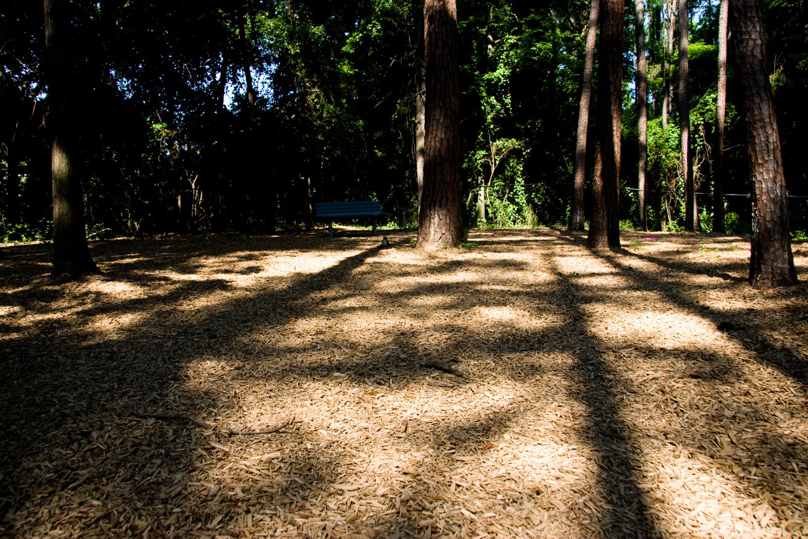 The Woodlands Texas Parks: Tamarac Dog Park