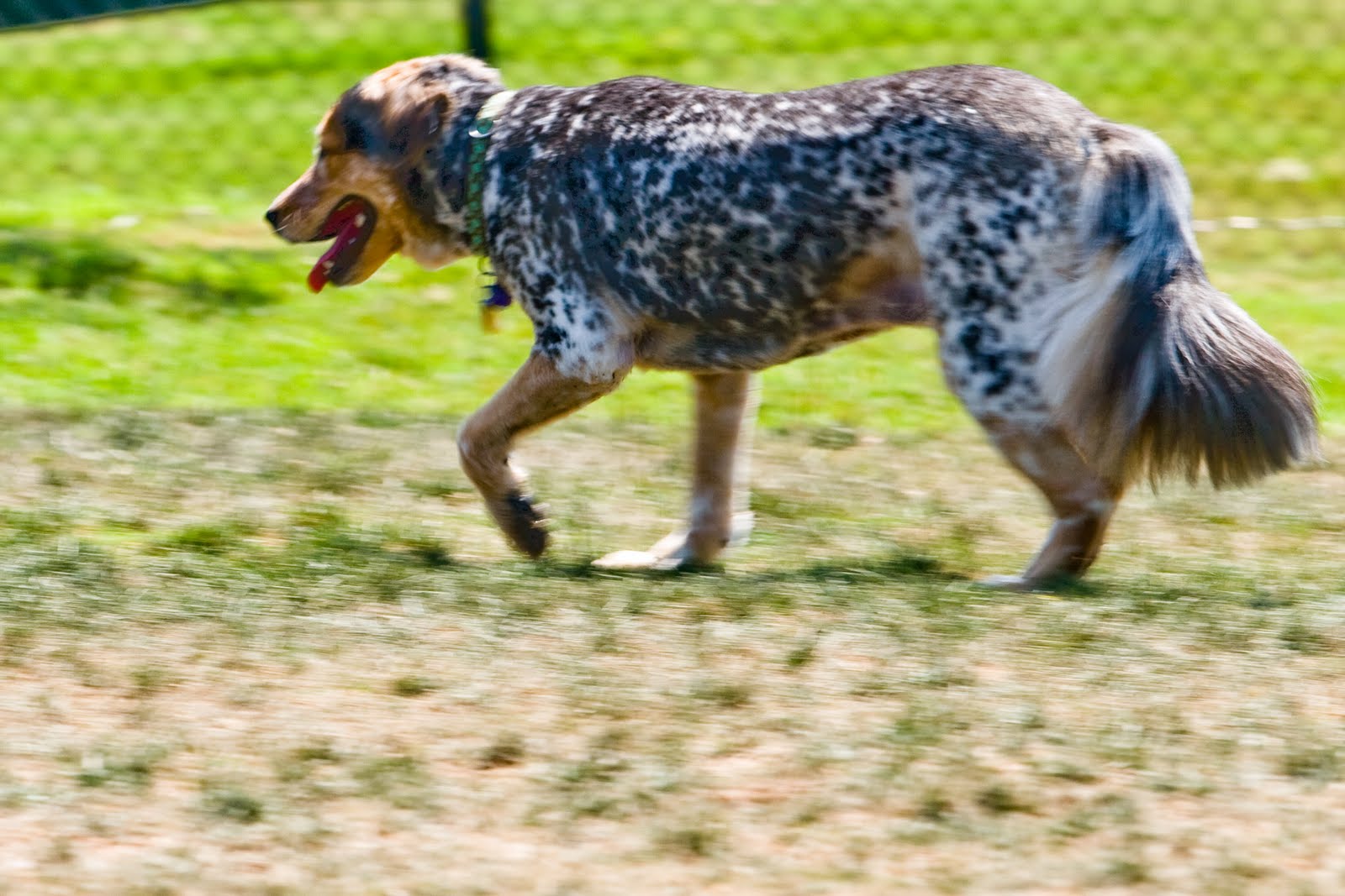 The Woodlands Texas Parks: Social Life of our dogs - a Saturday at the ...