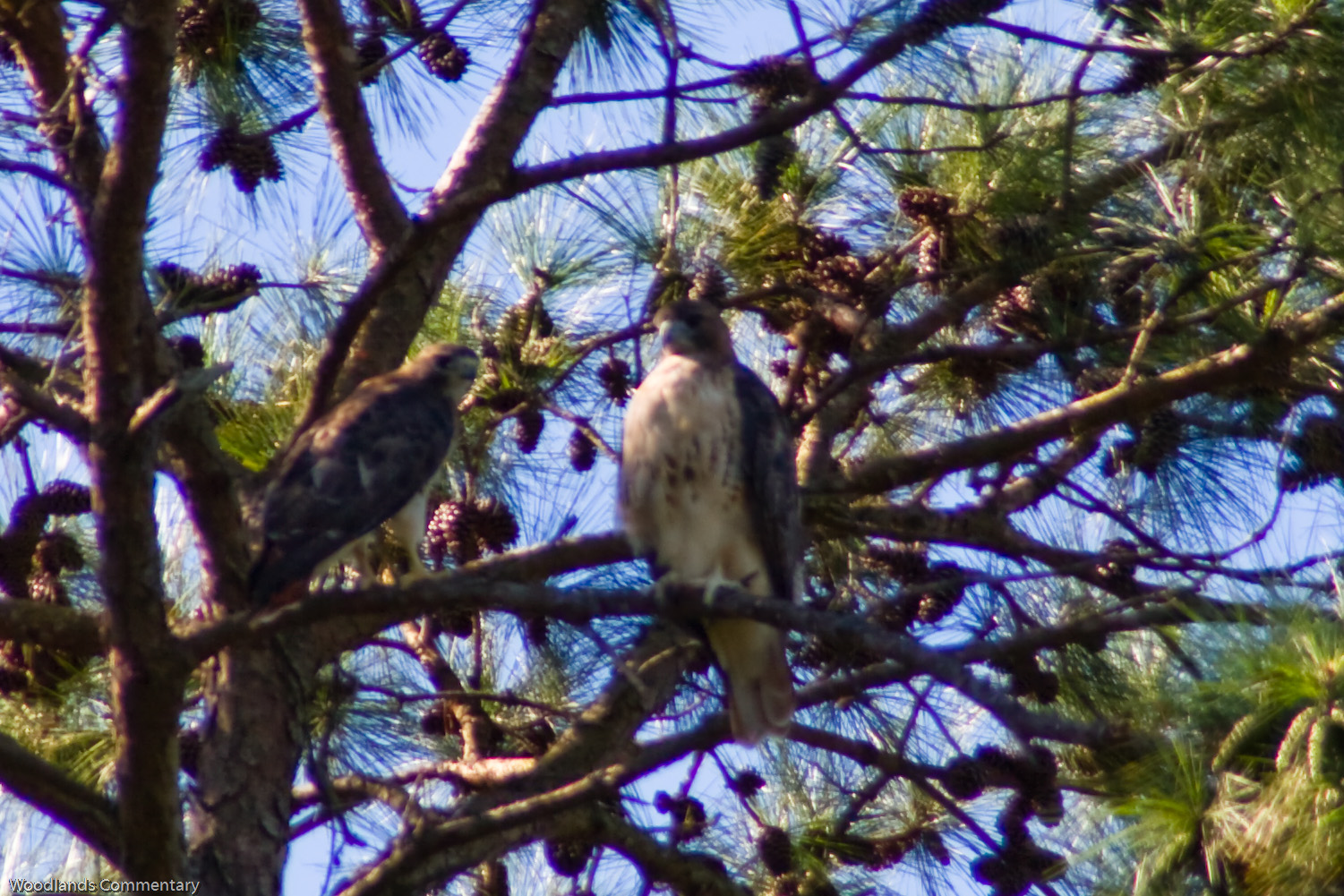East Texas Piney Woods: Red-Tailed Hawk : an amazing inhabitant of our ...