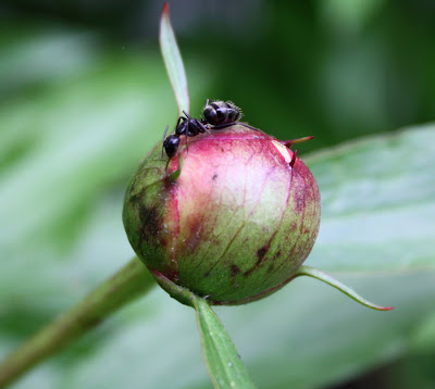 Fanatic Cook: Ant Ball