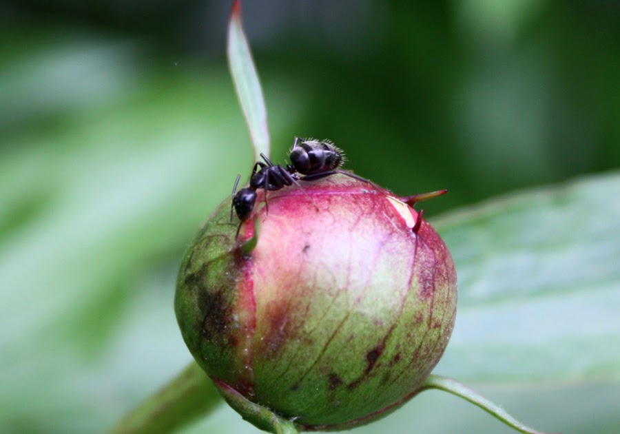 Fanatic Cook Ant Ball