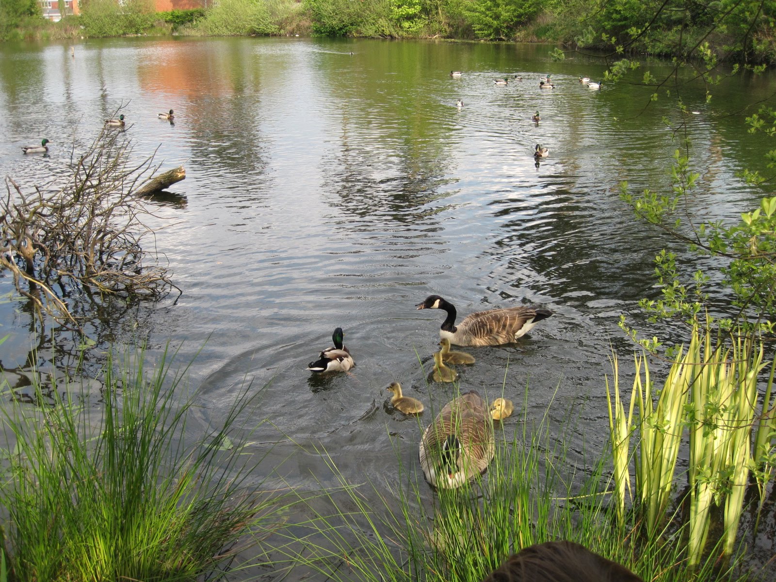 The Duckpond | Mum In The Madhouse