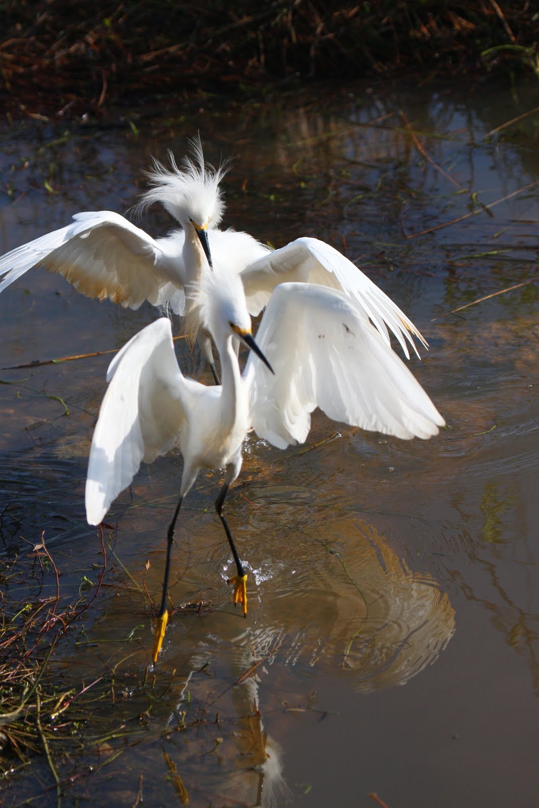 pelagicus: Egregious behaviour