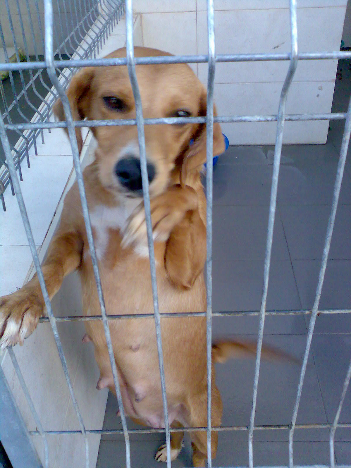 Bem-Estar Animal: Mais fotos do canil Municipal do Cartaxo