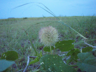 Foodhuntress: Fruits Gone Wild