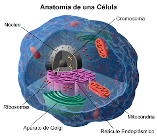 "Ramas de la Biología" :-): (Nucléolo)