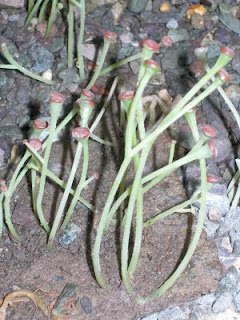 The Phytophactor: Plant of the week (eon?) - Cooksonia