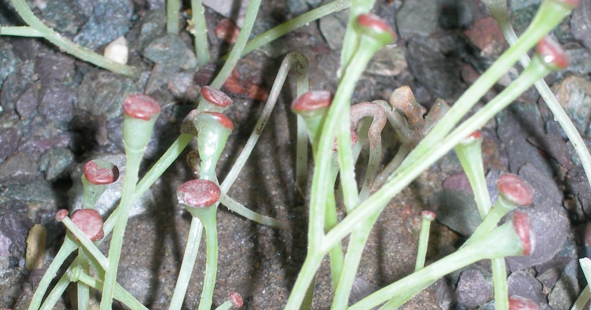 The Phytophactor: Plant of the week (eon?) - Cooksonia