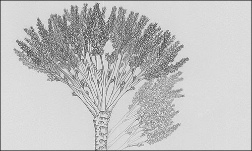 The Phytophactor: Oldest tree on Earth - period!