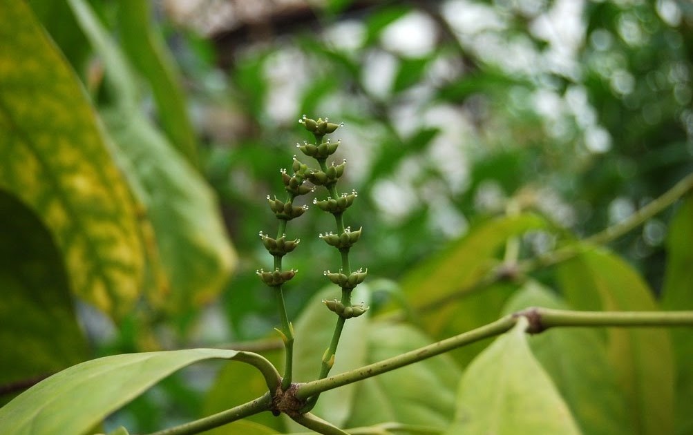 The Phytophactor: Gneater (neater) than all get out!