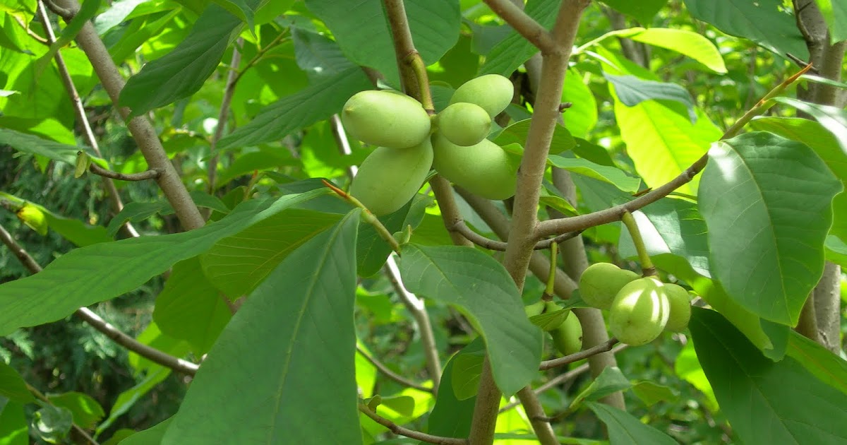 The Phytophactor: Native American fruit tree quiz