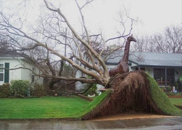 The Phytophactor: Tree fall shows several kinds of strangeness