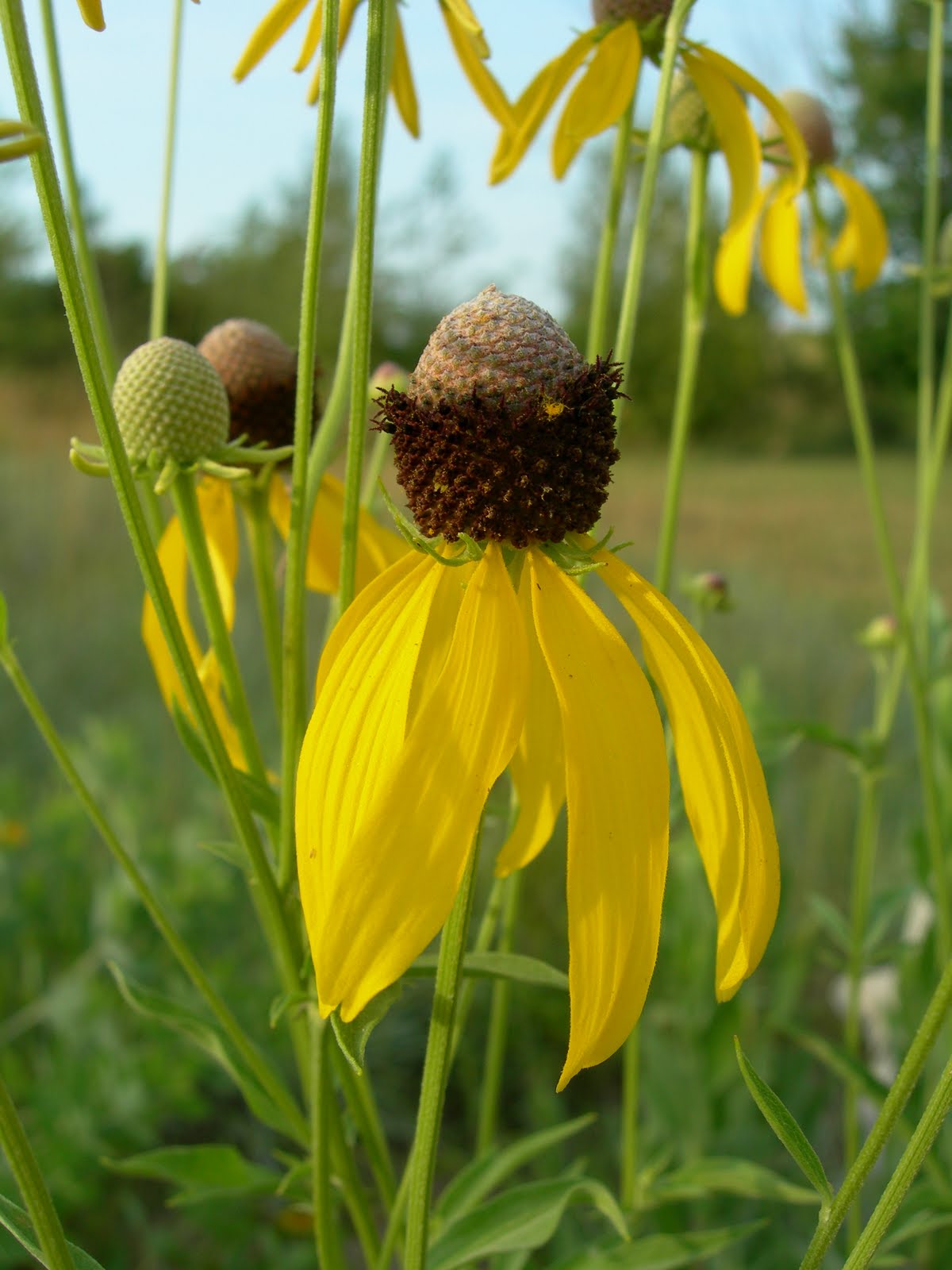 The Phytophactor: Friday Fabulous Flower - Yellow Coneflower