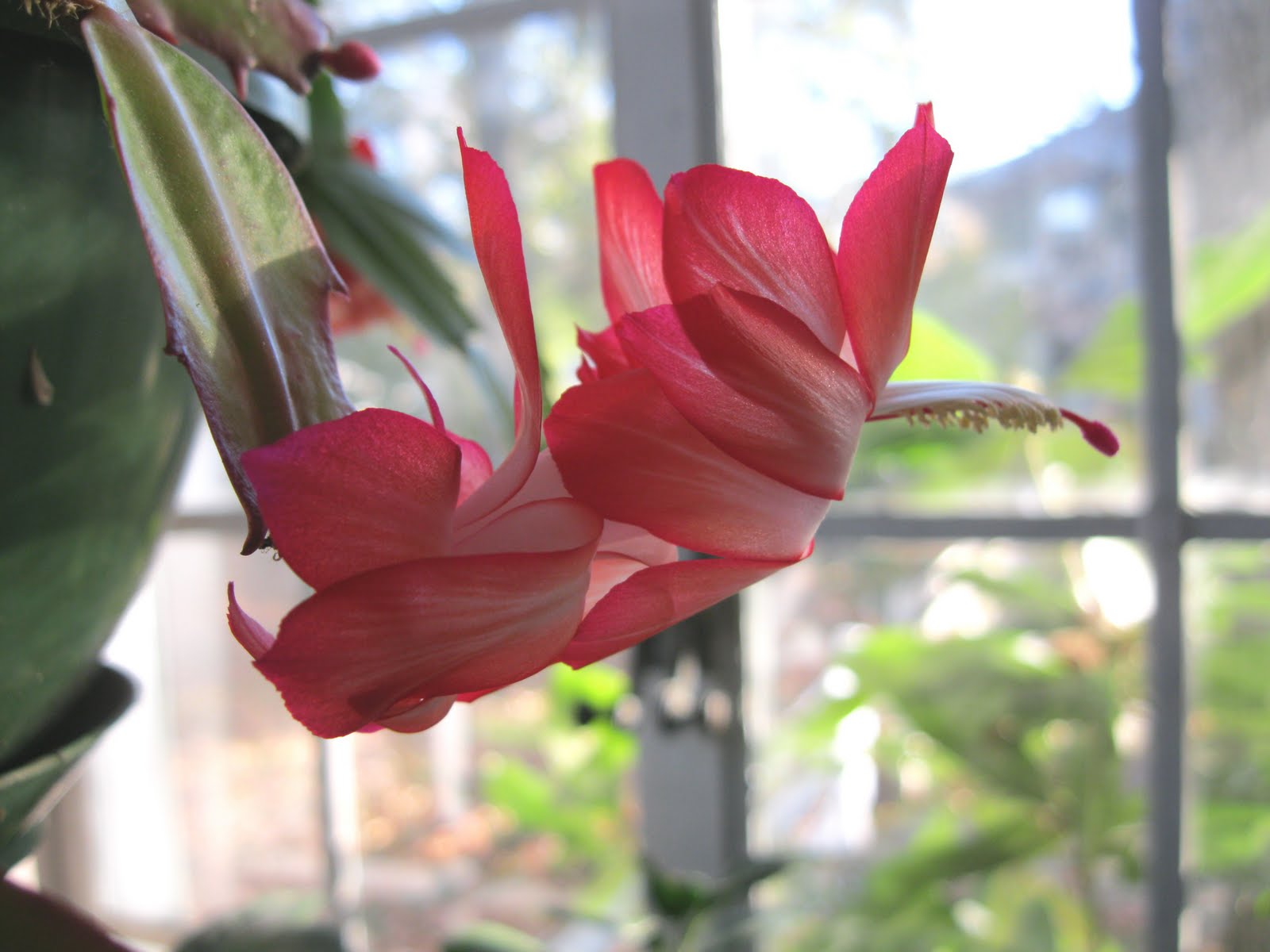The Phytophactor: Friday Fabulous Flower - Thanksgiving Cactus