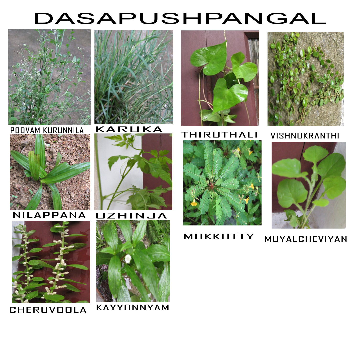 Mind : ദശപുഷ്പങ്ങള്‍, Dasapushpangal