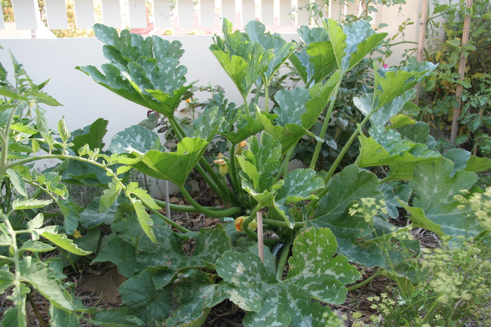 Hotpatch Gardening: Zucchini and Cucumber