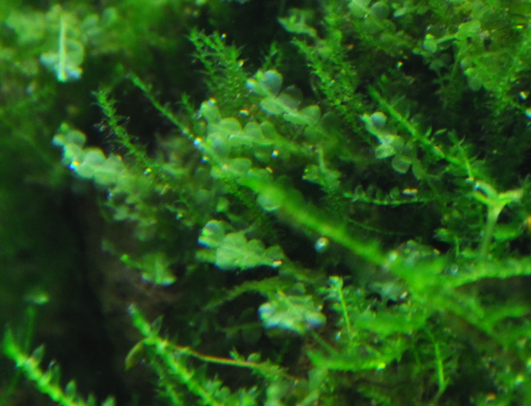 Aquarium - feel the nature at home: Plagiomnium Trichomanes ir ...