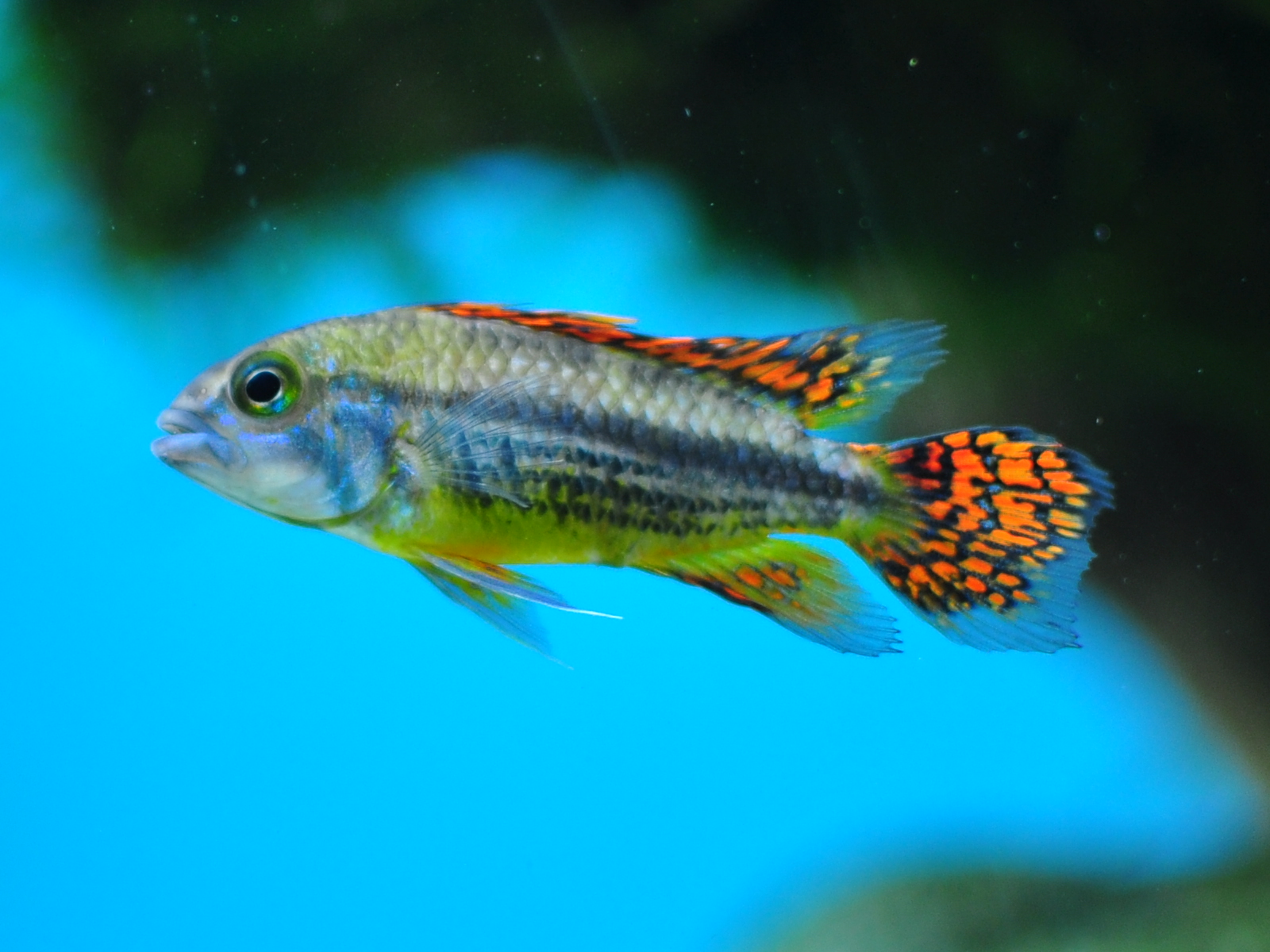 Aquarium - feel the nature at home: Nauji Gyventojai Apistogramma ...