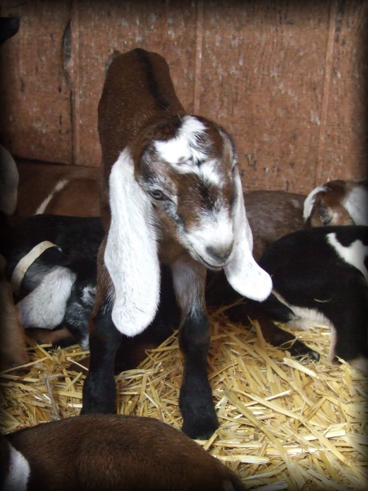 Jacobs Pride Nubian Dairy Goats: March 2010