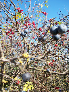 Dolors Marta Inge: Collint aranyons i baies de rosa gavarrera