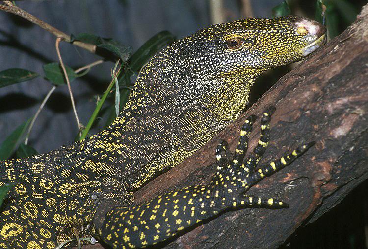 Crocodile Monitor