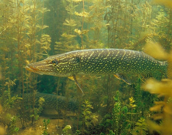 Northern Pike