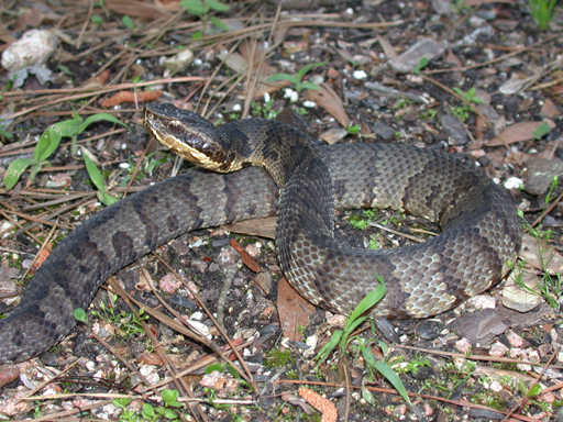 Cottonmouth Water Moccasin