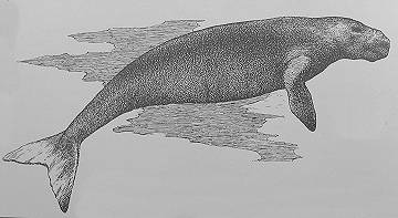 Steller's Sea Cow