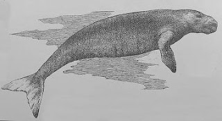 Steller's Sea Cow