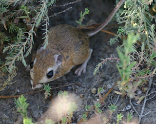 Kangaroo Rat