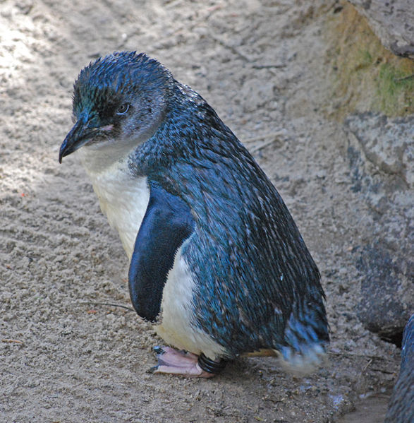 Little Penguin